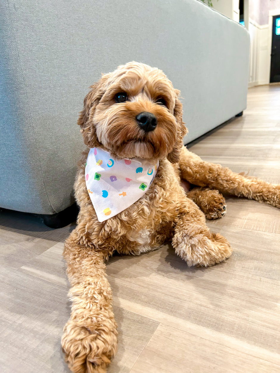 St. Patricks Day Dog Bandanas – Briggs and Rory