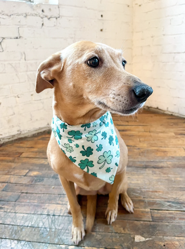 Lucky Clover Dog Bandana | Briggs and Rory