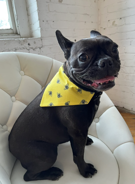 Bumblebee Dog Bandana | Buzz-Worthy Canine Style - Briggs and Rory